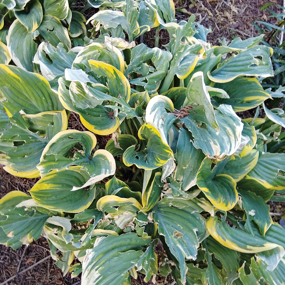 What’s Wrong with My Hosta? - Fine Gardening