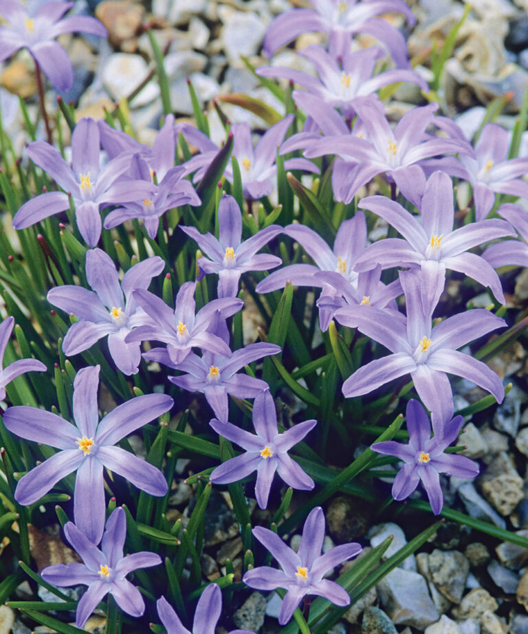 4 Outstanding Spring Plants for the Northwest - Fine Gardening