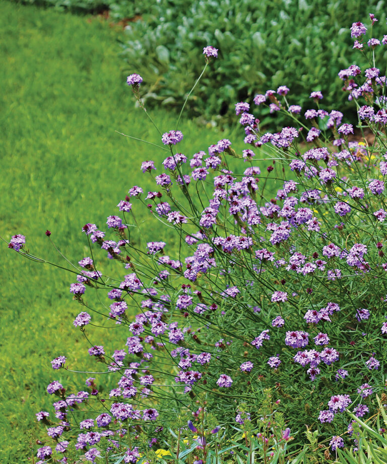4 Outstanding Spring Plants for California - Fine Gardening