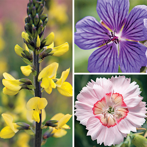 Outstanding Spring Plants for Your Region - Fine Gardening