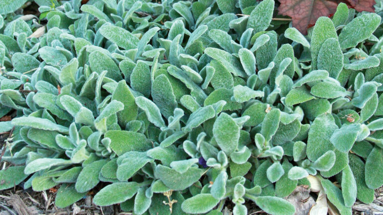 Stachys Plant Trial: Which Ones Were Best? - Fine Gardening