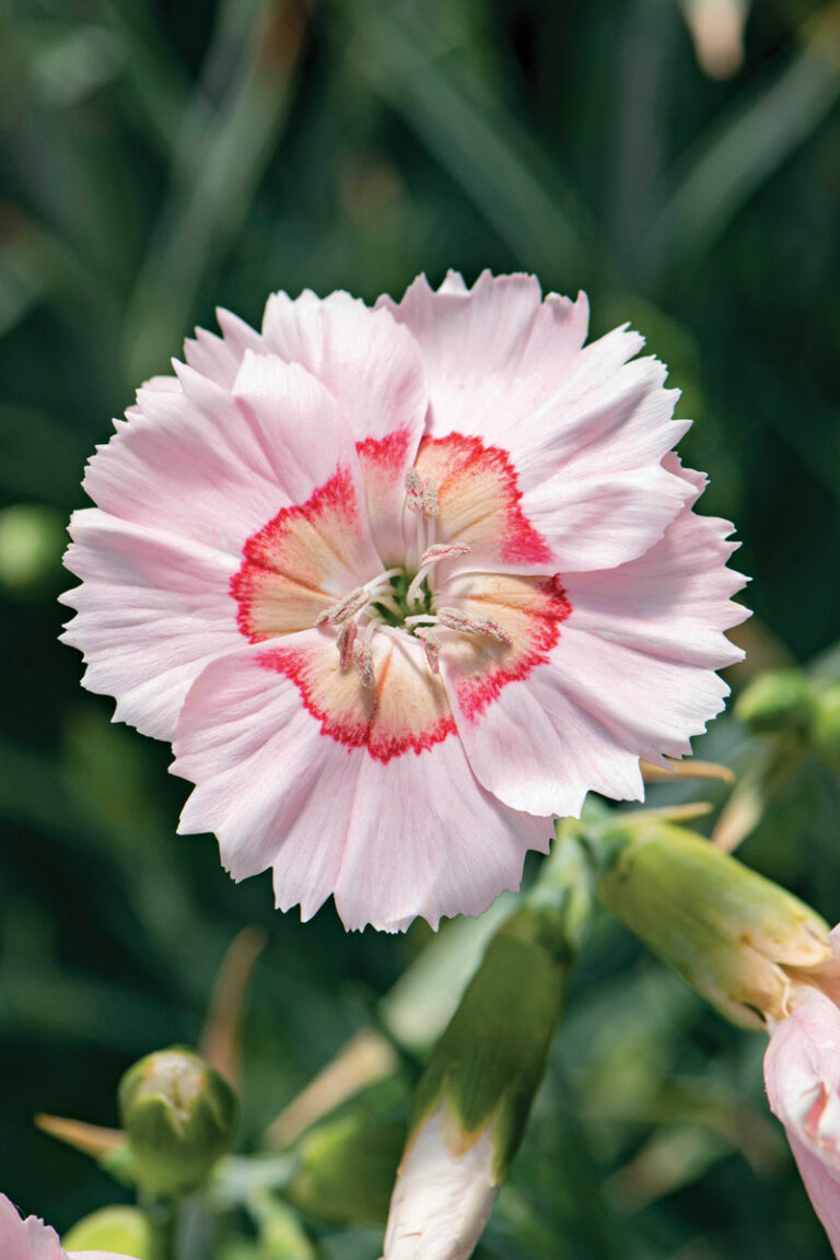 4 Outstanding Spring Plants for the Southern Plains - Fine Gardening