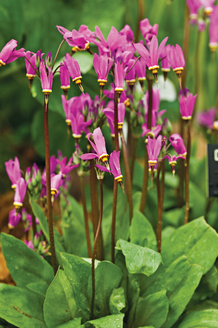 4 Outstanding Spring Plants for the Midwest - Fine Gardening