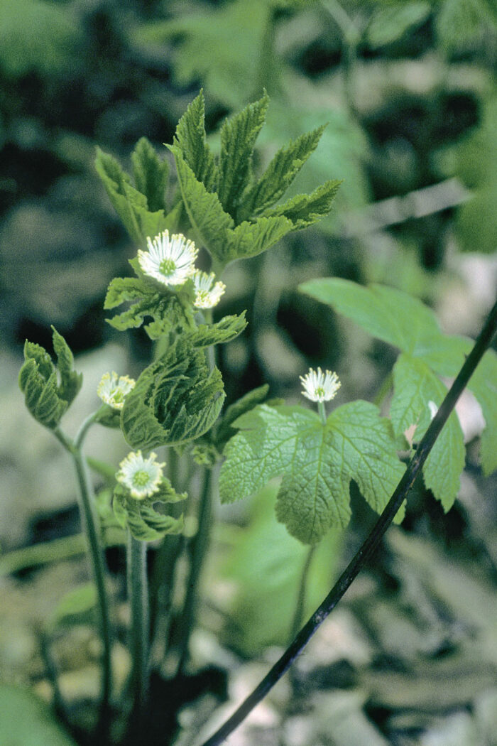 4 Outstanding Spring Plants for the Northeast - Fine Gardening