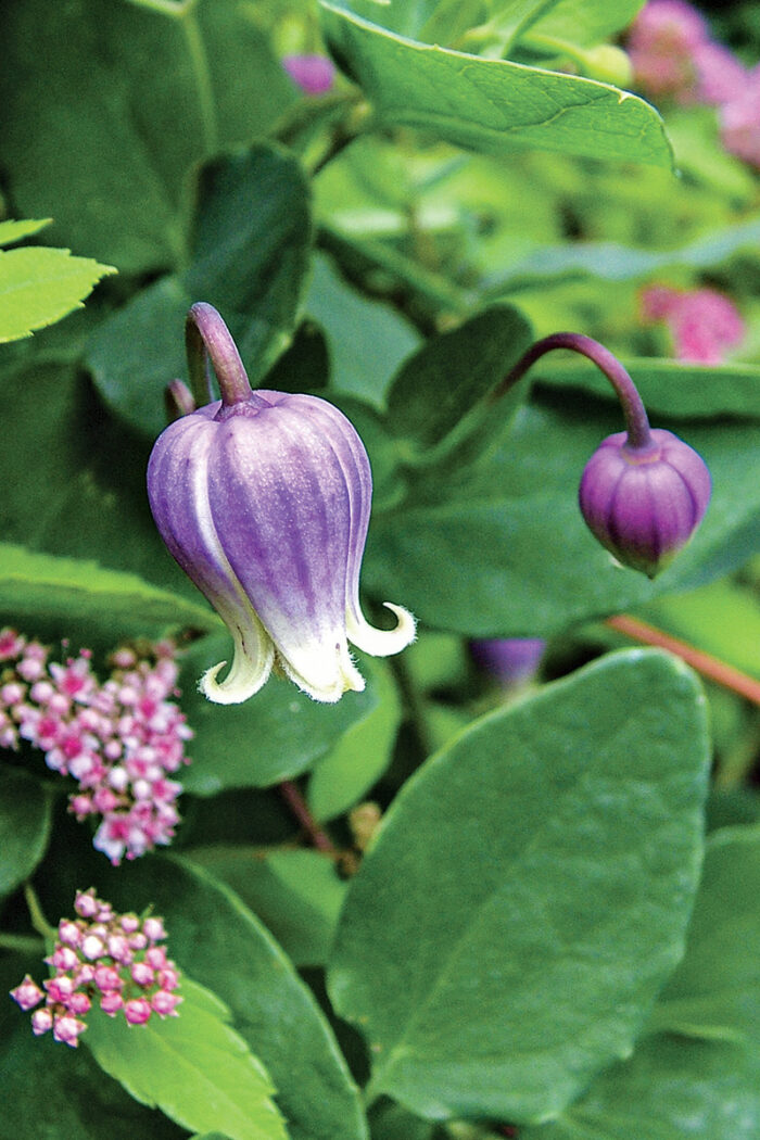 4 Outstanding Spring Plants for the Northeast - Fine Gardening