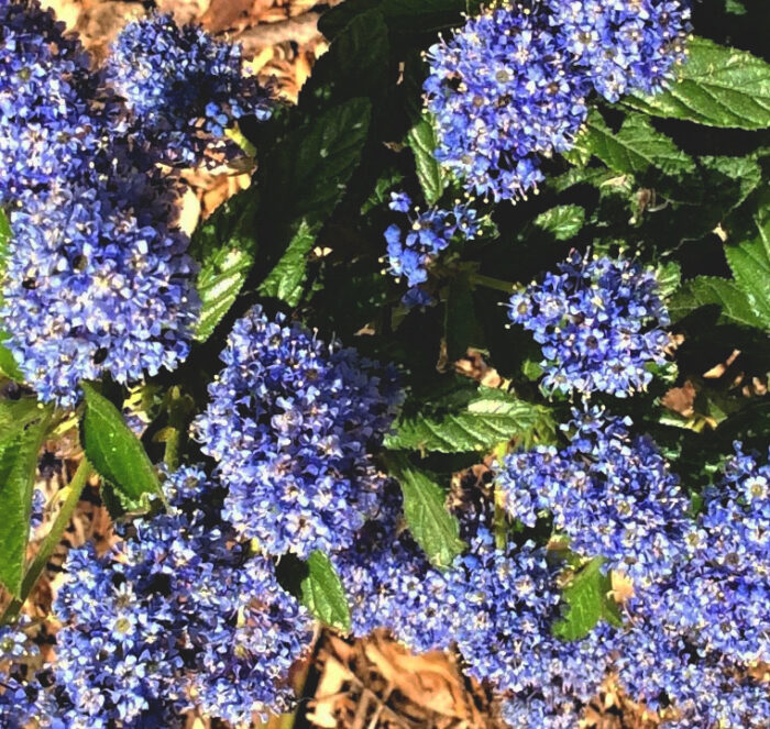 Native Plants for Southern California Pollinators - Fine Gardening