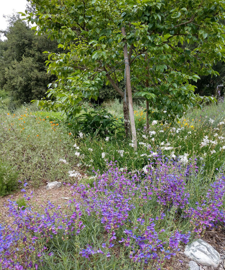 Native Plants for Southern California Pollinators - Fine Gardening