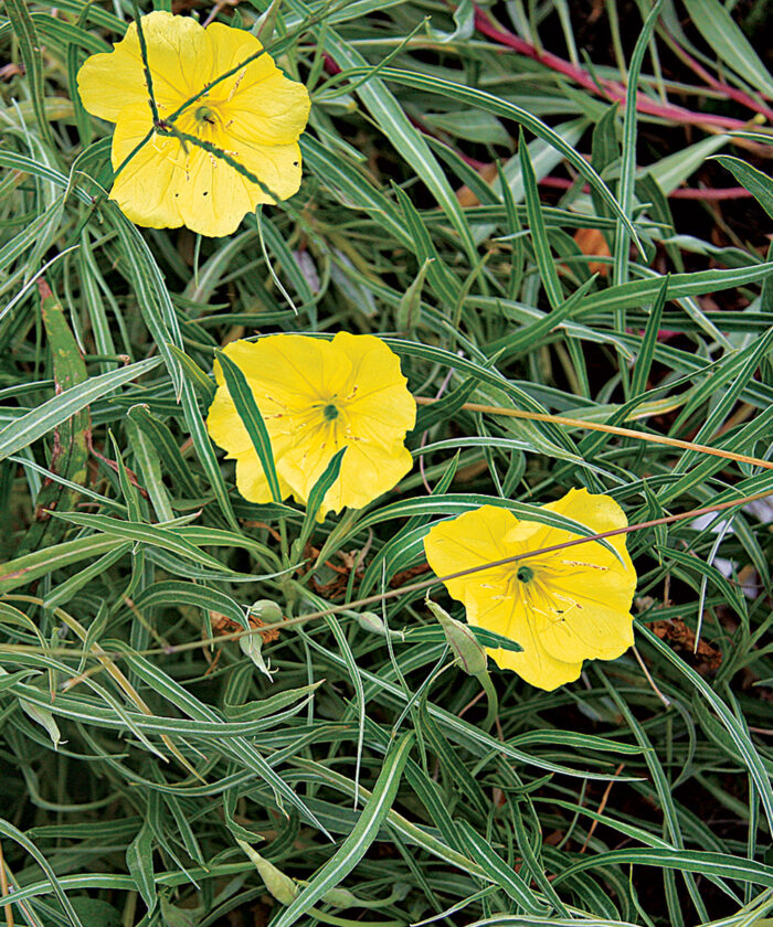 Great Native Plants for the Northern Plains - Fine Gardening