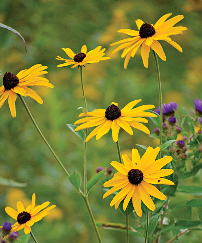 Great Native Plants for the Midwest - Fine Gardening