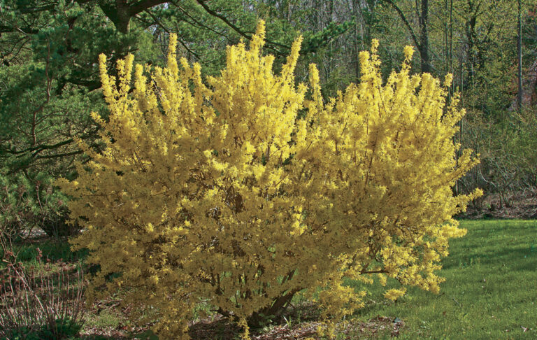 How to Prune Commonly Overgrown Shrubs - Fine Gardening