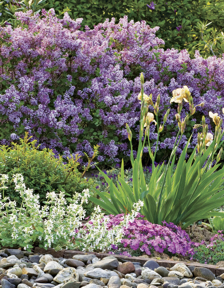 How to Prune Commonly Overgrown Shrubs - Fine Gardening