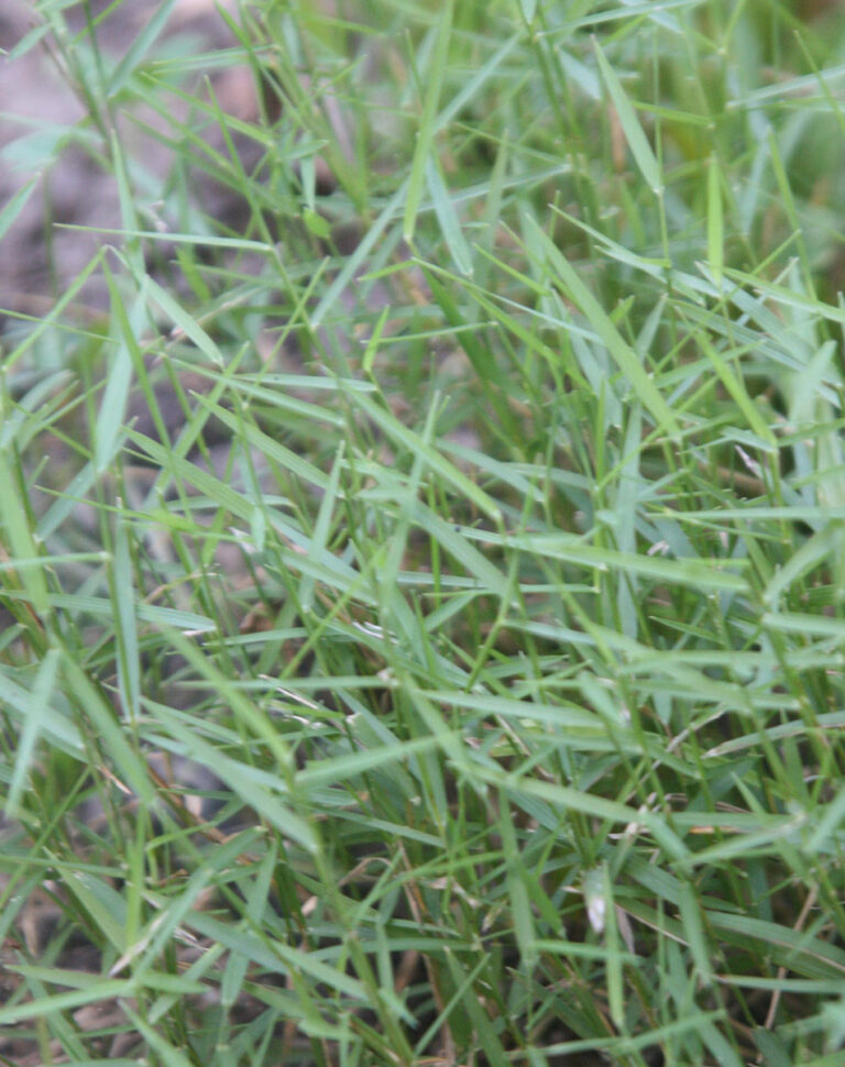 How to Selectively Prune Muhly Grasses in the Southern Plains - Fine ...