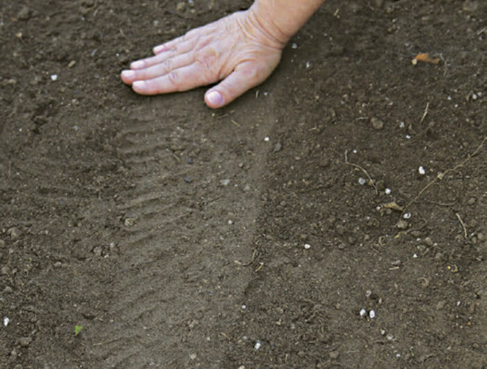 The Dos and Don’ts of Direct Sowing - Fine Gardening