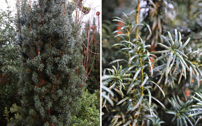 Evergreen Hedging Plants for the Northwest - Fine Gardening
