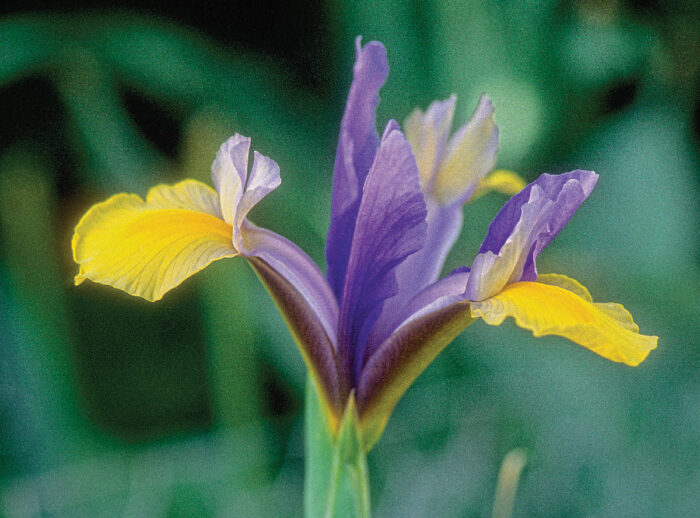 The Other Irises - Fine Gardening
