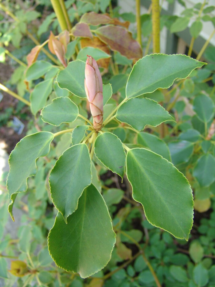 Episode 83: Shrubs for Shade - Fine Gardening