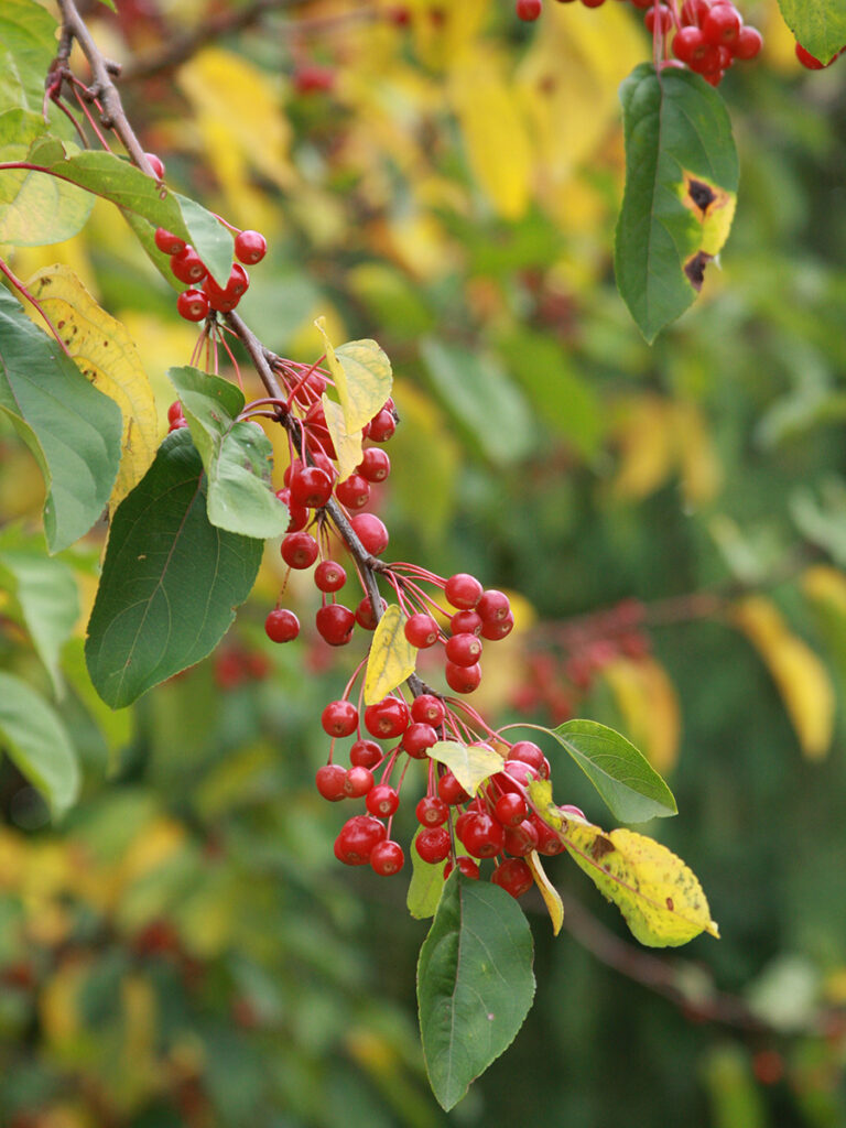 Firewise Plants for the Mountain West - Fine Gardening