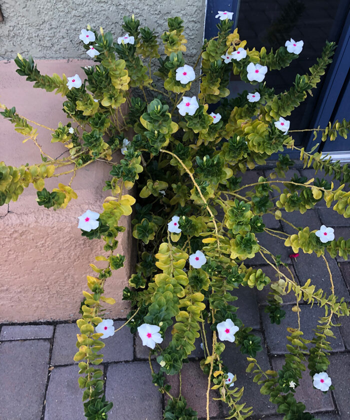 Growing Periwinkle in the Southwest - Fine Gardening