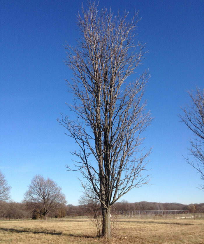 The Best New Trees for the Midwest - Fine Gardening