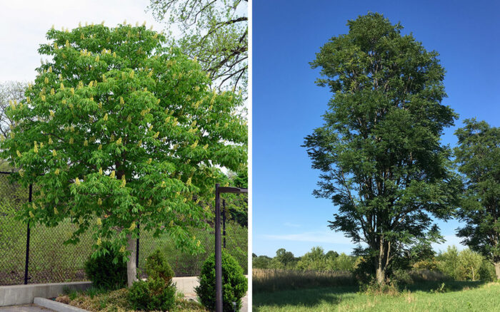 The Best New Trees for the Midwest - Fine Gardening