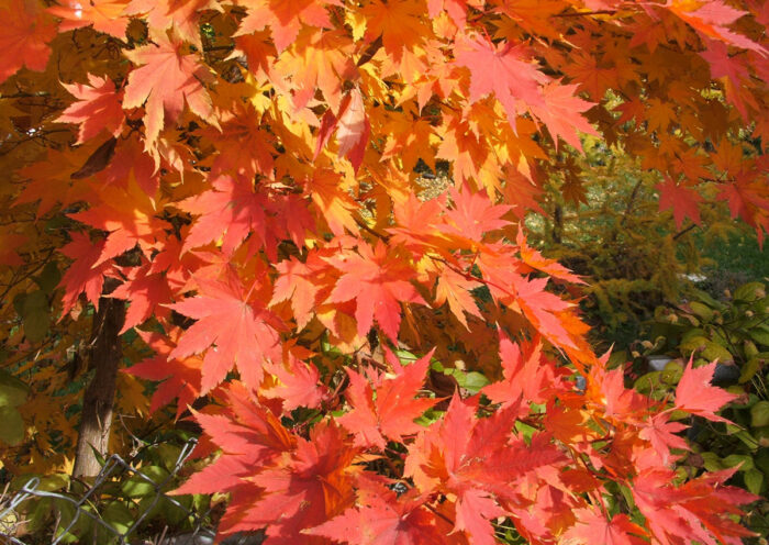 The Best New Trees for the Midwest - Fine Gardening