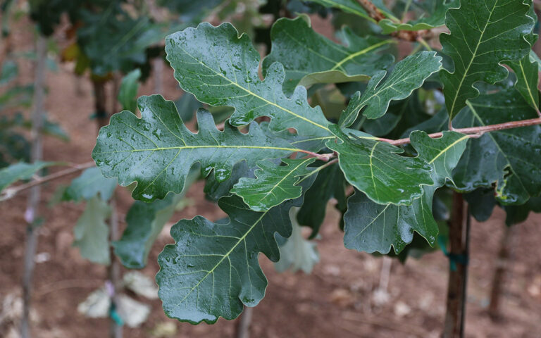 The Best New Trees for the Midwest - Fine Gardening