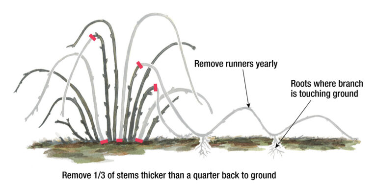 How to Prune Commonly Overgrown Shrubs - Fine Gardening
