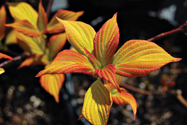 The Best Dogwoods for Your Garden - Fine Gardening