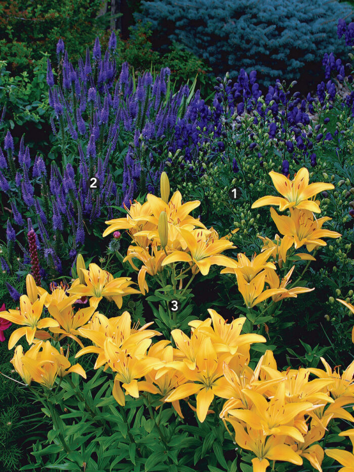 Expert Design Advice: Color Can Make or Break Your Garden - Fine Gardening