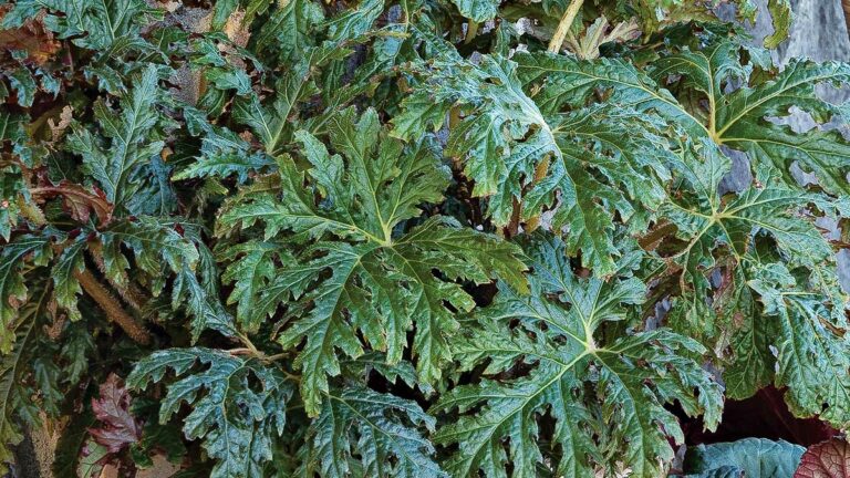 13 Amazing New Perennials for Your Garden - Fine Gardening