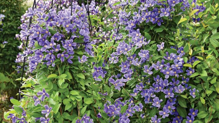 13 Amazing New Perennials for Your Garden - Fine Gardening