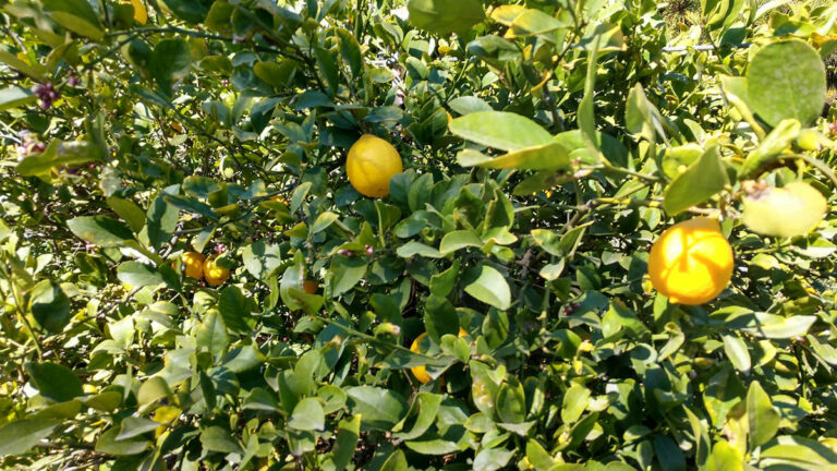 The Best Citrus Trees for Southern California - Fine Gardening