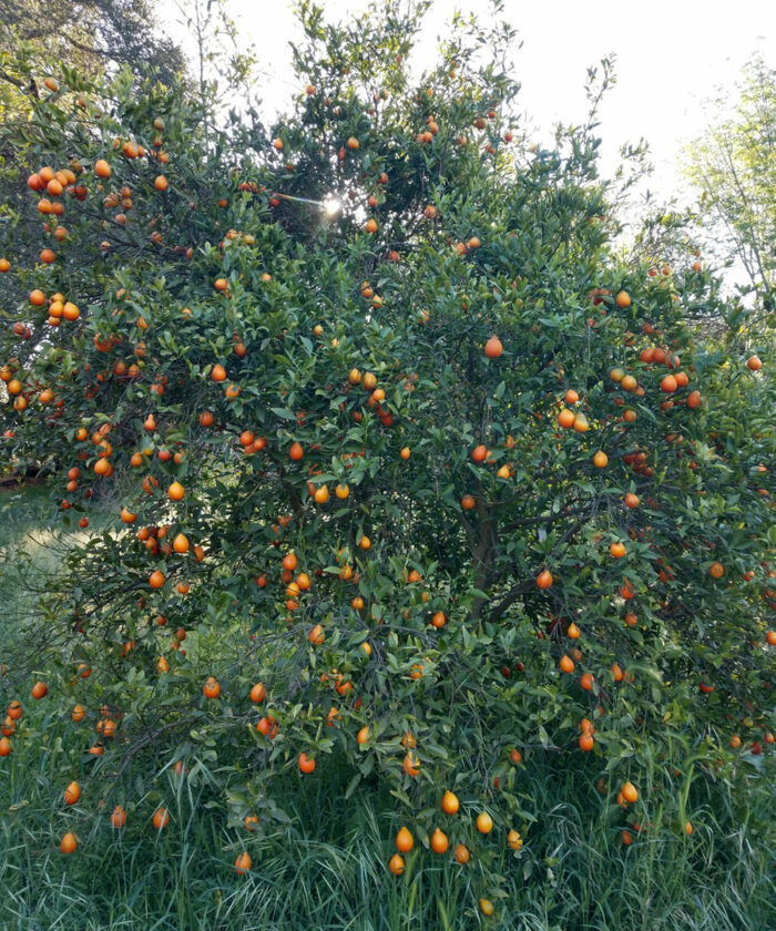 The Best Citrus Trees for Southern California - Fine Gardening