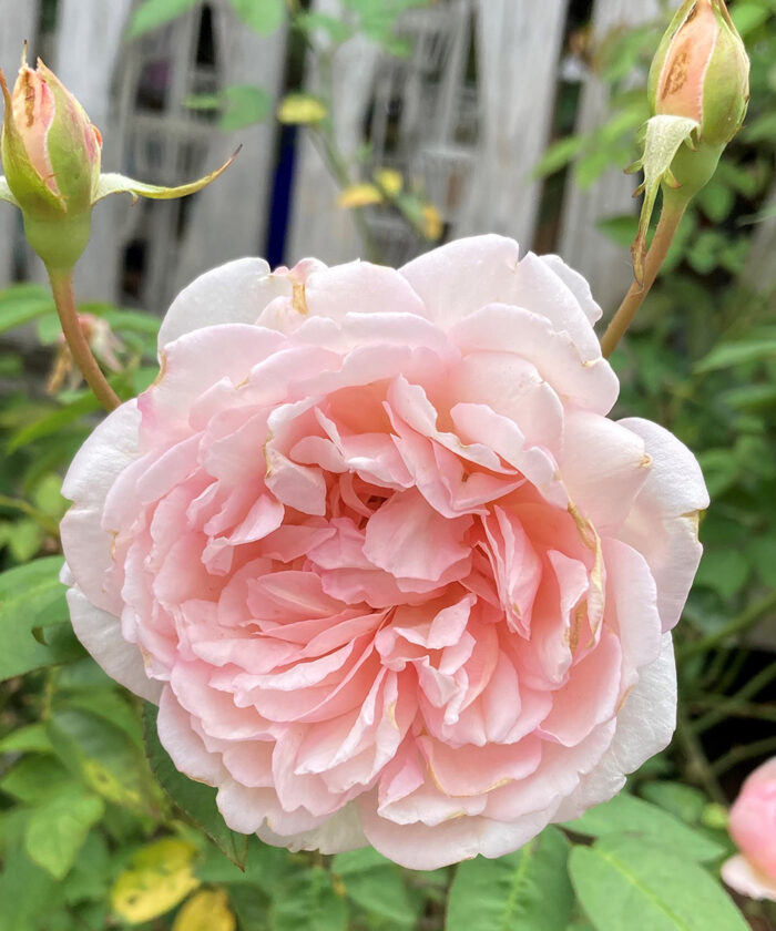 The Best Roses for the South - Fine Gardening