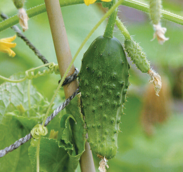 Cool Trellising Ideas - Fine Gardening