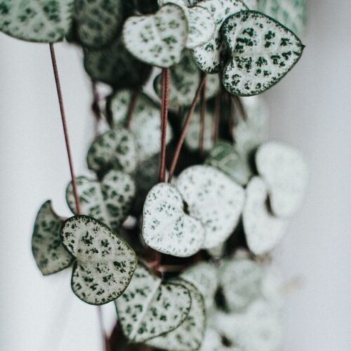 Alex's Florida Plant Collection - Fine Gardening