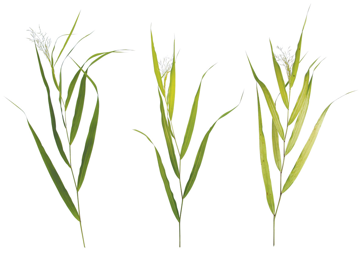 What Chartreuse Plants Can Do for You - Fine Gardening