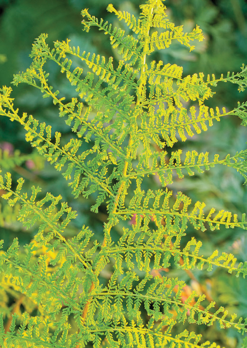 What Chartreuse Plants Can Do for You - Fine Gardening