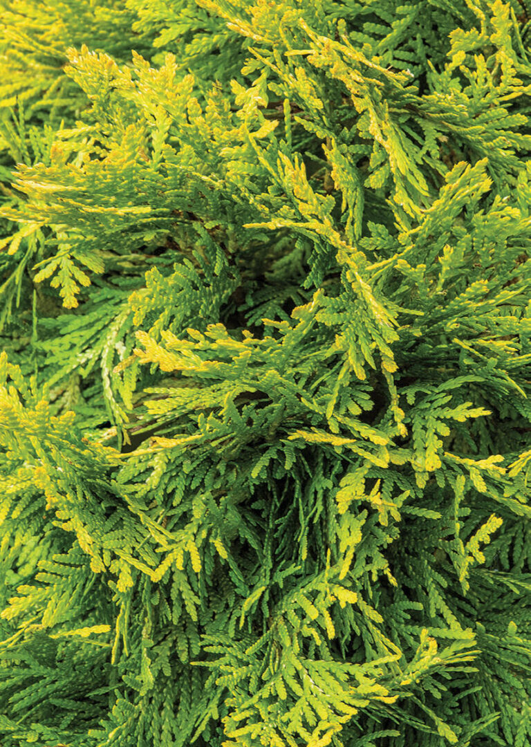 What Chartreuse Plants Can Do for You - Fine Gardening
