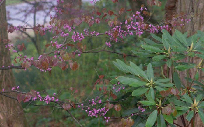 Native Spring-Flowering Trees for the South - Fine Gardening