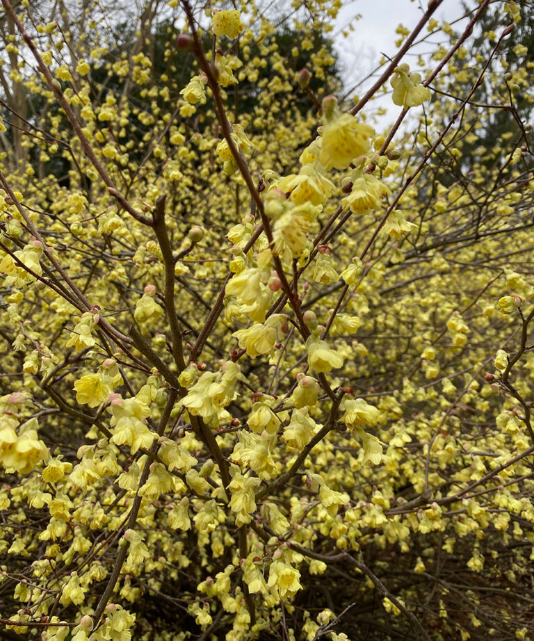 Buttercup Winter Hazel for the Southeast - Fine Gardening