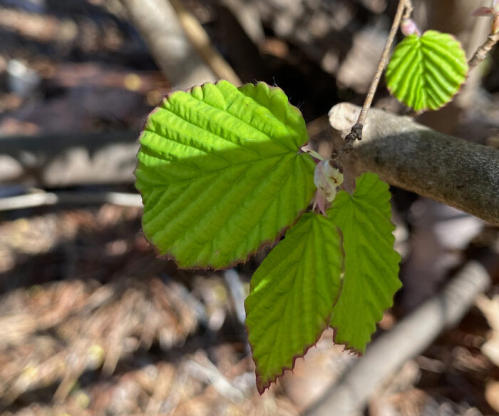 Buttercup Winter Hazel for the Southeast - Fine Gardening