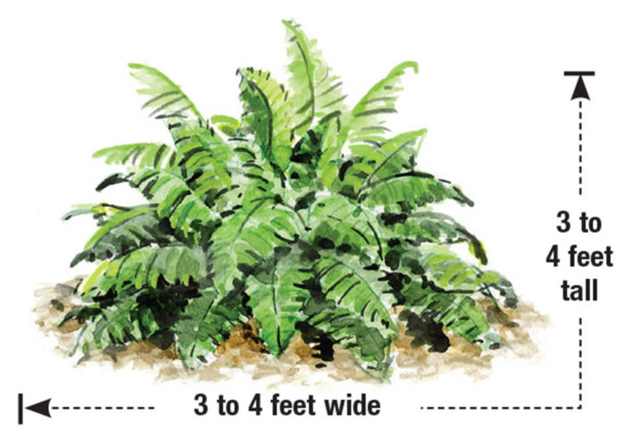 Plants with Architectural Appeal - Fine Gardening