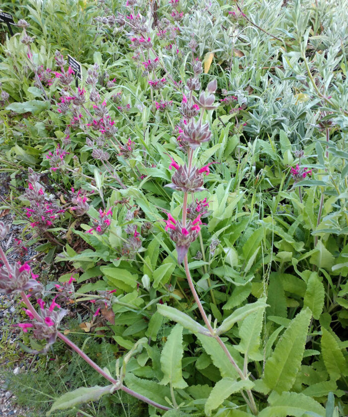 Native Salvias for Southern California - Fine Gardening