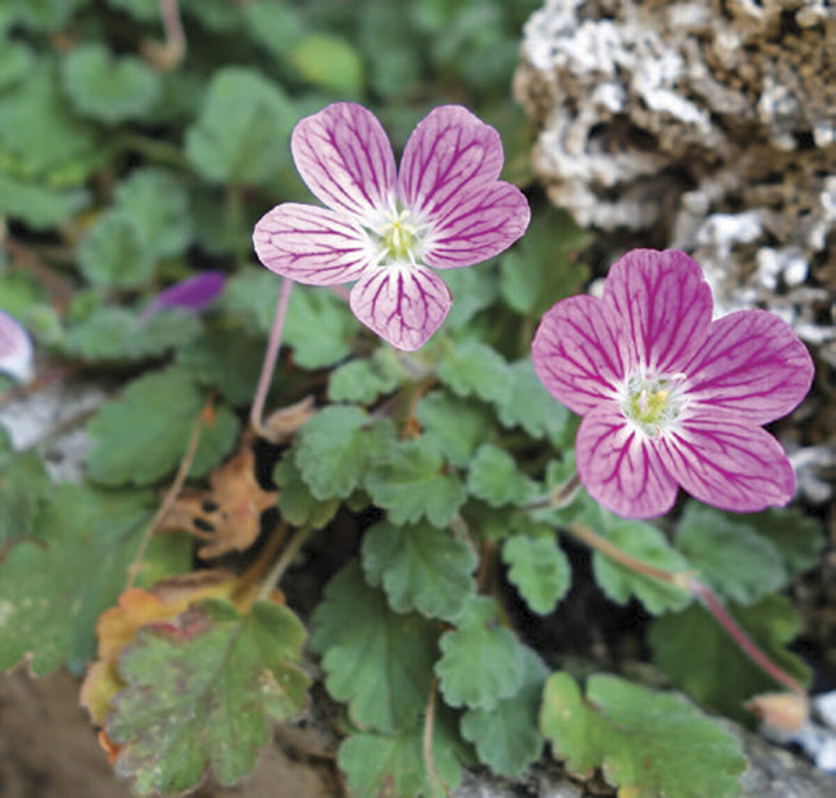 How to Build a Crevice Garden - Fine Gardening