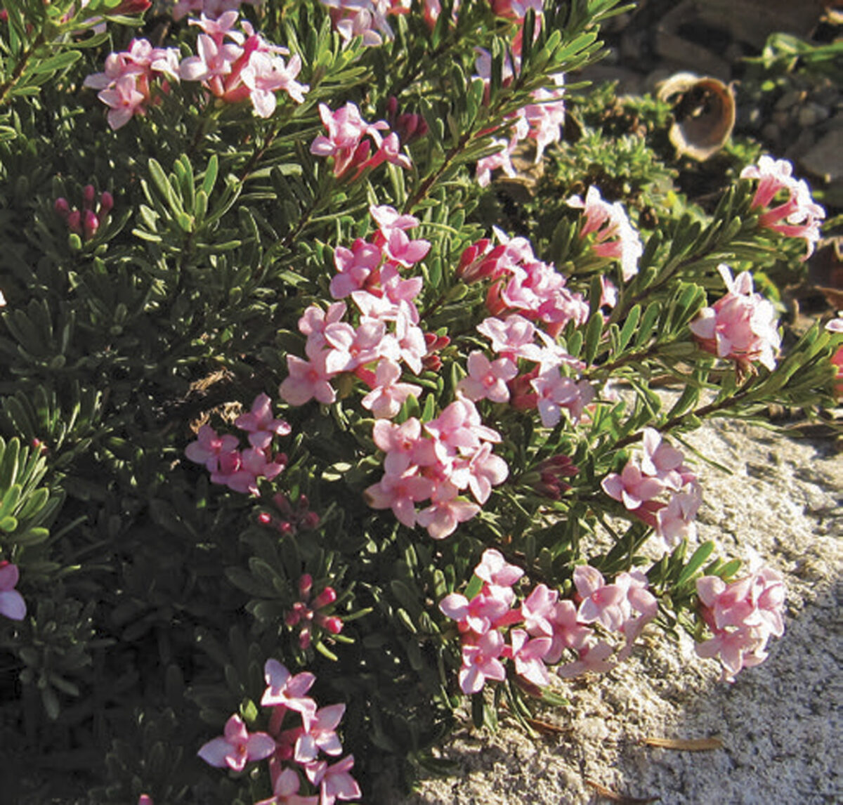 How to Build a Crevice Garden - Fine Gardening