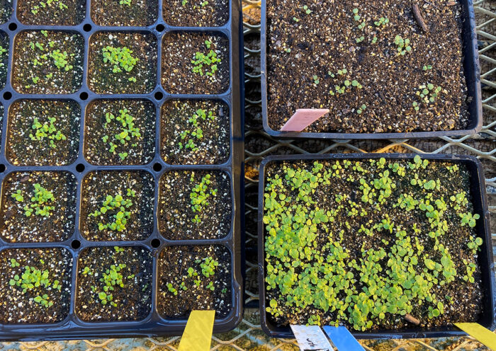 Propagating Natives by Seed in the Mid-Atlantic - Fine Gardening