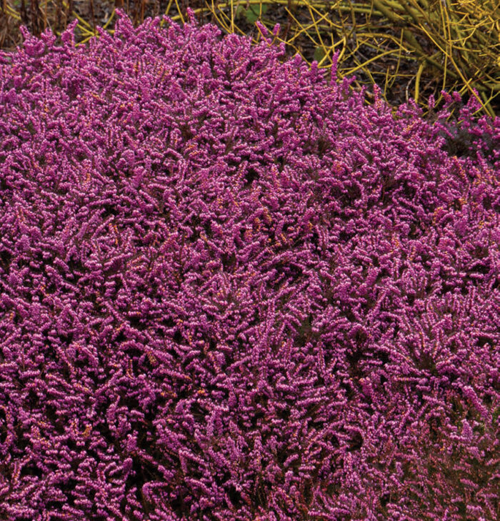 Grow Heaths and Heathers for Year-Round Beauty - Fine Gardening