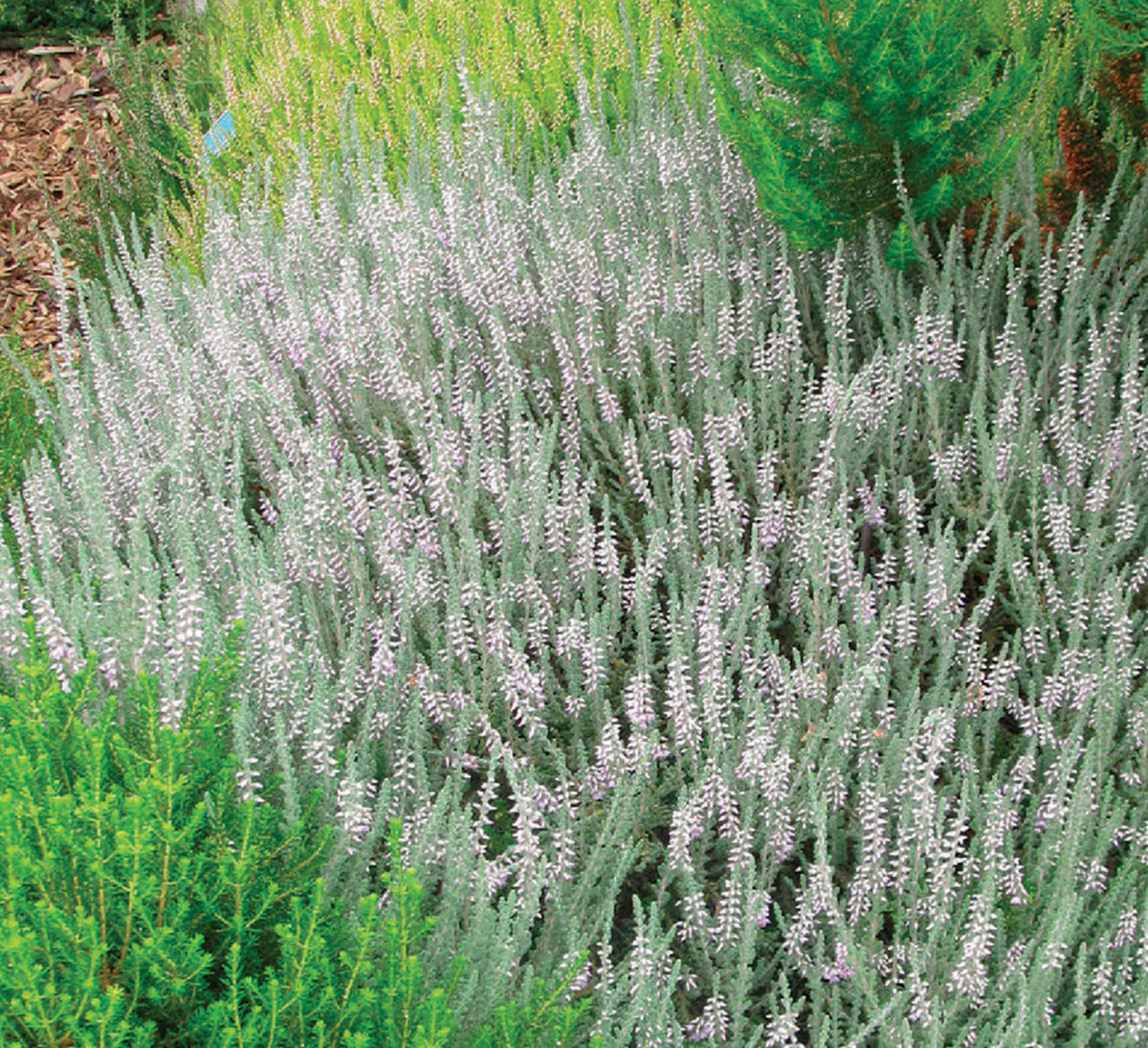 Grow Heaths and Heathers for Year-Round Beauty - Fine Gardening