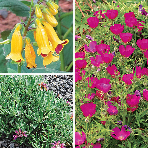 Underused Perennials for Your Region - Fine Gardening